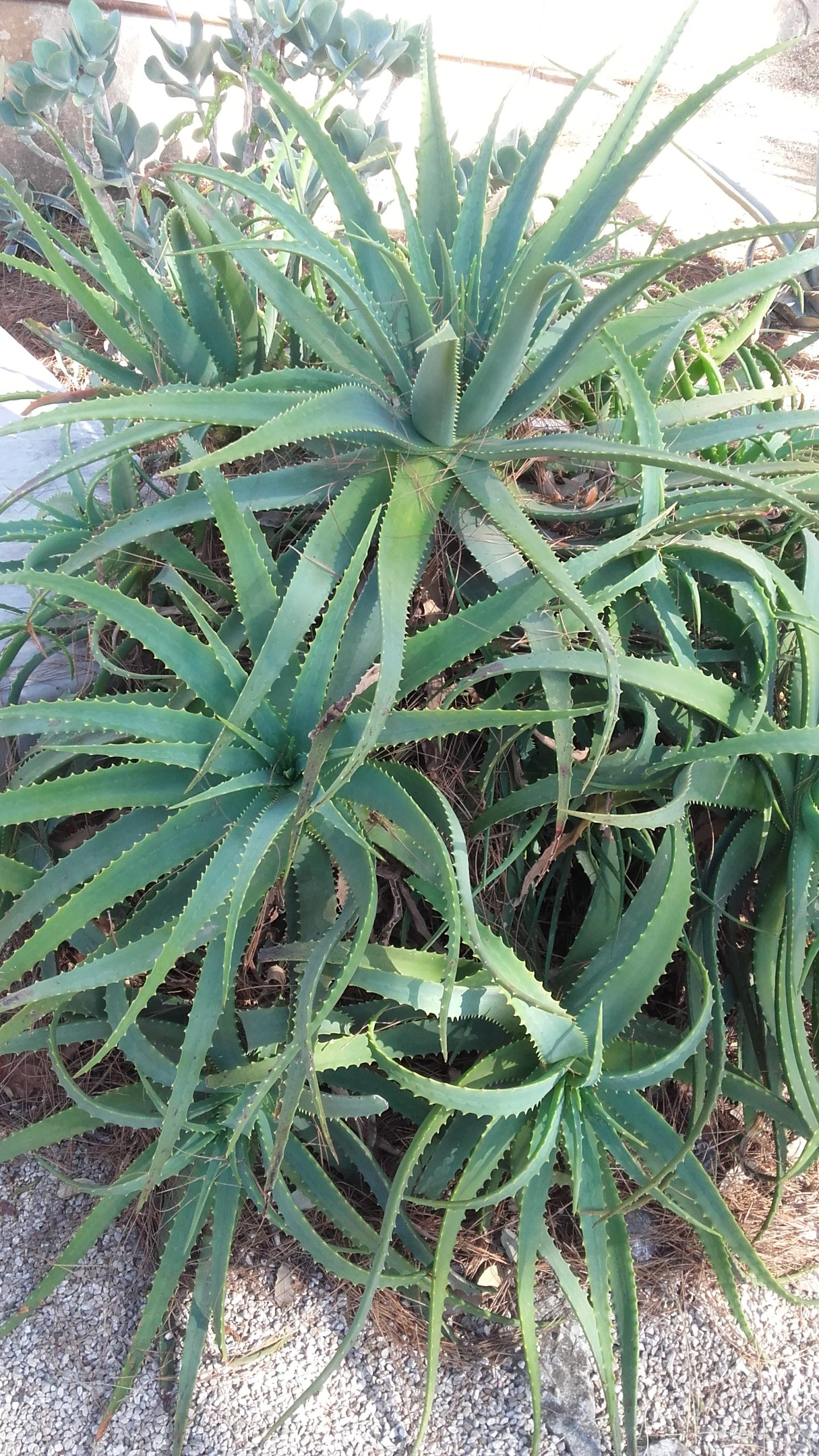 L’ALOES arborescens – VIA FLORAE